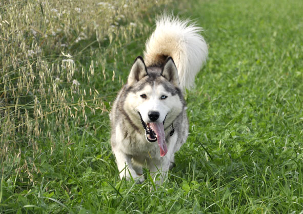 Unsere 19 Huskies – www.nature-trails-events.de